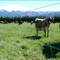 China 6FT High Prevent Sheep Escapes Heavy Duty Galvanized Cattle Mesh Fence for sale
