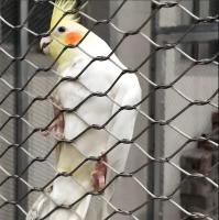 China Hand Woven High Strength Stainless Steel Wire Rope Mesh For Zoos for sale