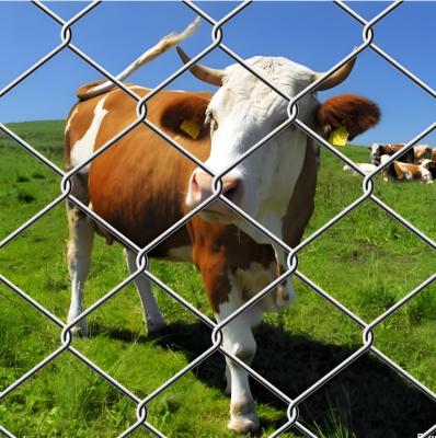 China Galvanized PVC Coated Chain Link Fence Offering Corrosion Resistance And Long Lasting Performance for sale