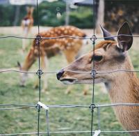 China Hot Dipped Galvanized Hinge Joint Cattle Farm Fence 1.5m Height 100m Length Field Fencing for sale