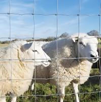 China Hot Dipped Galvanized Hinge Joint Cattle Farm Fence 1.5m Height 100m Length Field Fencing for sale