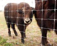 China 1.8mm Line Wire High Tensile Livestock Fence Netting with Fixed Knot and Hot-dipped Galvanized Surface for sale