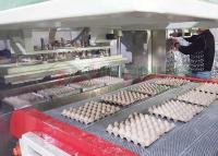 China Chicken Farm Egg Tray Carton Paper Reciprocating Molding Machine for sale