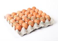 China Raper Egg Carton 6000pcs/hour Rotary Molding Machine for sale