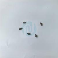 China 90191000 8-32 X .327 bullet nose screw for sale