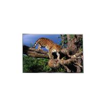 China LP156WFC-SPD8 15.6 inch FHD IPS TFT LCD Screen Display for Laptop for sale