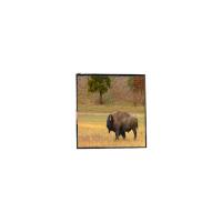 China LH500WX1-SD03 5.0 inch 60Hz LCD Screen Display for sale