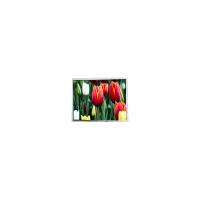 China 8.9 inch AM-800480ANTMQW-A0H 800*480 LCD screen Panel Display for sale
