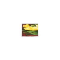 China NEW 5.7 inch T-55265GD057J-LW-ABN 320*240 33 pins LCD Screen for sale