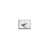China M057GWV3 R0 5.7 inch WLED TFT LCD screen lcd Panel for sale