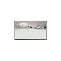 China P101GWWF R2 10.1 inch 1280*800 LCD Panel Display for Pad for sale