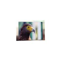 China in stock 5.7 inch FX050700DSCWDG12 LCD Display Industrial for sale