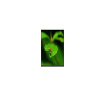 China P080KDA-AF1 8.0 inch 1200*1920 415 cd/m2 LCD Panel Monitor for sale