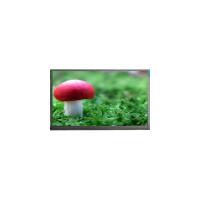China Original 1200*1920 8.0 inch P080LDN-DB2 60Hz LCD Panel for sale