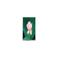 China PD064JC-06J 6.4 inch 720*1560 60Hz LCD Screen Monitor for sale