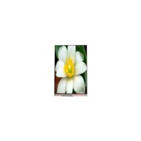 China PJ052IC-01C 5.2 inch 1080*1920 LCD screen Display Panel for sale