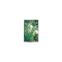 China Small 5.0 inch PP050IC-01F 720*1280 LCD display for Mobile Phone for sale