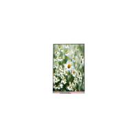 China 1080*1920 5.5 inch PP055IA-03N LCD display Module Panel for sale
