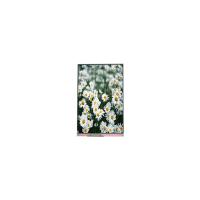 China original 1440*2560 PP055IA-09A 5.5 inch LCD display Screen for sale