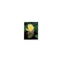 China 1080*1920 PP060IC-01D 6.0 inch 1000:1 LCD Screen Panel for sale