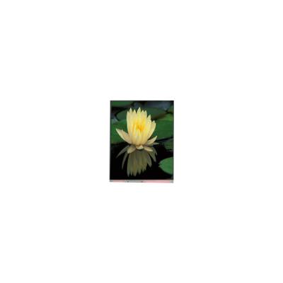 China 1080*1920 PP060IC-01D 6.0 inch 1000:1 LCD Screen Panel for sale