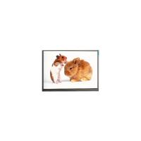China F060A21-603 6.0 inch 720*1440 LCD Display Module FOR Mobile Phone for sale