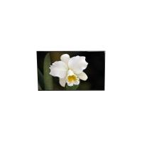 China Original LP125WF4-SPQ1 12.5 inch TFT LCD Screen for sale