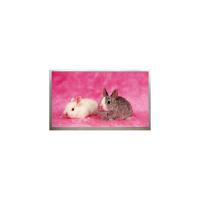 China M185BGE-L2U 18.5 inch 1366*768 LCD Screen Display for sale