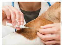China 134.2KHZ 125KHZ RFID Glass Capsule Tag NFC Microchip For Animal for sale