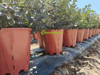China Commercial Plastic Drainage Plant Pots for Berries - 4.7L to 40L Capacity Polypropylene Containers for sale