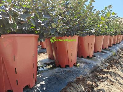 China Commercial Plastic Drainage Plant Pots for Berries - 4.7L to 40L Capacity Polypropylene Containers for sale