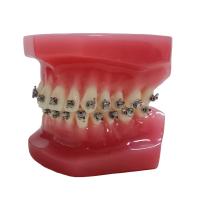 China DTC Orthodontic Dental Typodont Brackets Model Custom Made for Manual and OEM for sale