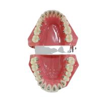 China DTC Orthodontic Dental Typodont Brackets Model Custom Made for Manual and OEM for sale