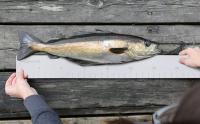China EVA Foam Fish Ruler for Measuring Fish Length on Boat Accessories Marine Fishing Tool for sale