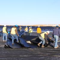 China Puncture Resistant HDPE Geomembrane Liner for Durable Leak Proof Barrier in Agricultural and Industrial Applications for sale