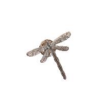 China Zinc Alloy Metal Fully Automatic Vacuum Centrifugal Casting Machine for Dragonfly Brooches for sale