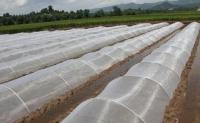China Anti Fungus Agriculture Insect Net UV Resistant HDPE 5000S 50g/m2 25meshes for sale