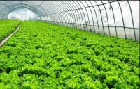 China Anti Fungus Agriculture Insect Net UV Resistant HDPE 5000S 50g/m2 25meshes for sale