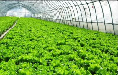 China Anti Fungus Agriculture Insect Net UV Resistant HDPE 5000S 50g/m2 25meshes for sale