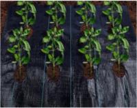 China PP Weed Control Cover Fabric 100gsm Durable Woven Ground Cover 150cm x 50m for sale