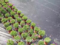 China 100cm Woven Polypropylene Ground Cover For Land Protection UV Treated for sale