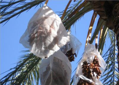 China White Jujube Collecting Net Bags with Hook Loop Anti-UV HDPE Mesh 50x70cm for Africa for sale