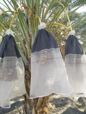 China White Jujube Date Collecting Net Bags Anti UV HDPE Mesh Bags 80x100cm for Morocco for sale