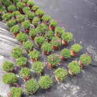 China 120gsm Black PP Woven Ground Cover Fabric 9x9 Mesh Weed Control 500D for sale