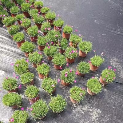China 120gsm Black PP Woven Ground Cover Fabric 9x9 Mesh Weed Control 500D for sale