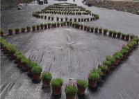 China 100gsm Black PP Woven Weed Control Ground Cover Fabric 9x9 Mesh 500D for sale
