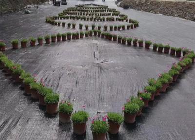 China 100gsm Black PP Woven Weed Control Ground Cover Fabric 9x9 Mesh 500D for sale