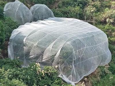 China HDPE Agriculture Insect Net 50gsm 60mesh White Vegetable Plant Cover Crop Protection for sale