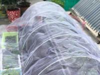 China HDPE Agriculture Insect Net 50gsm 60mesh White Vegetable Plant Cover Crop Protection for sale