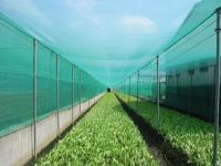 China UV Resistant Agriculture Insect Net 50 Mesh Anti Fungus Mosquito Net 18mesh for sale